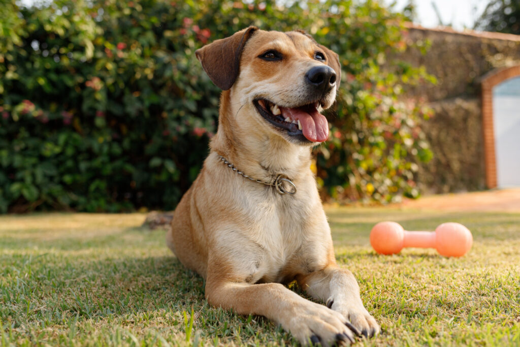 How to Build Your Dog’s Confidence